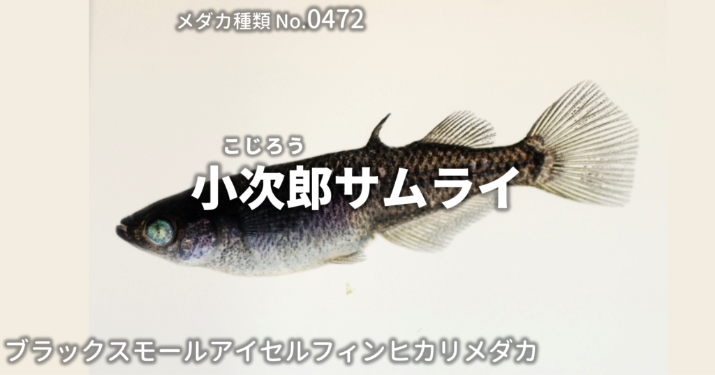 小次郎サムライ（こじろうさむらい）とは 改良メダカweb図鑑no0472 ブラック メダカの品種 改良メダカweb図鑑