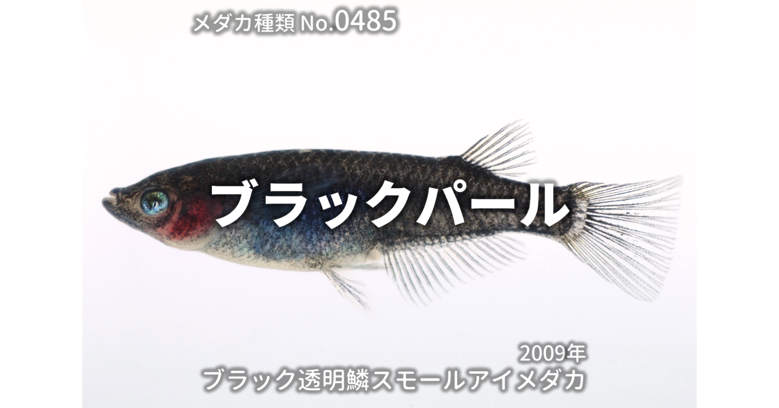 ブラックパールとは 改良メダカweb図鑑no0485 ブラック メダカの品種 改良メダカweb図鑑