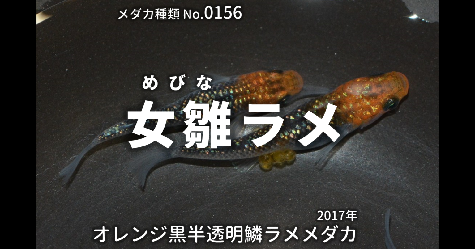 女雛ラメ(めびならめ)とは 改良メダカweb図鑑no0156 メダカの品種 黒オレンジ 改良メダカweb図鑑