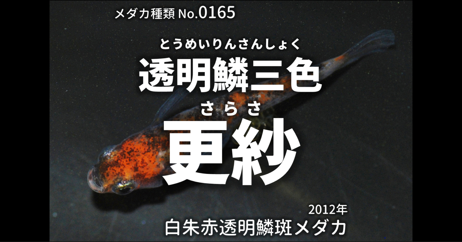 透明鱗三色 更紗(白朱赤透明鱗斑)とは 改良メダカweb図鑑no0165 白朱赤 改良メダカweb図鑑