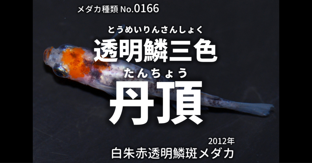 透明鱗三色 丹頂(白朱赤透明鱗斑)とは 改良メダカweb図鑑no0166 白朱赤 改良メダカweb図鑑