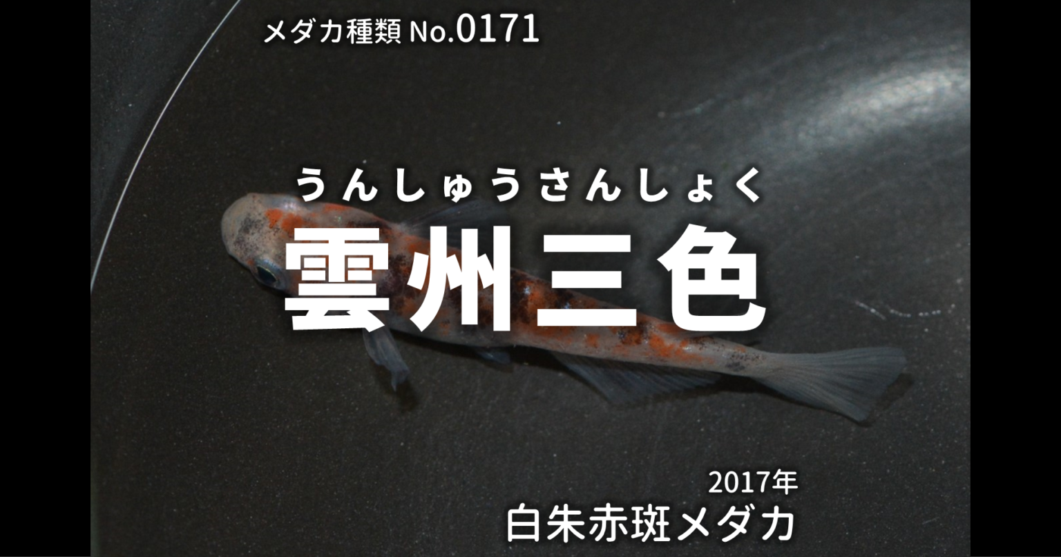雲州三色(非透明鱗三色)とは 改良メダカweb図鑑no0171 白朱赤 改良メダカweb図鑑