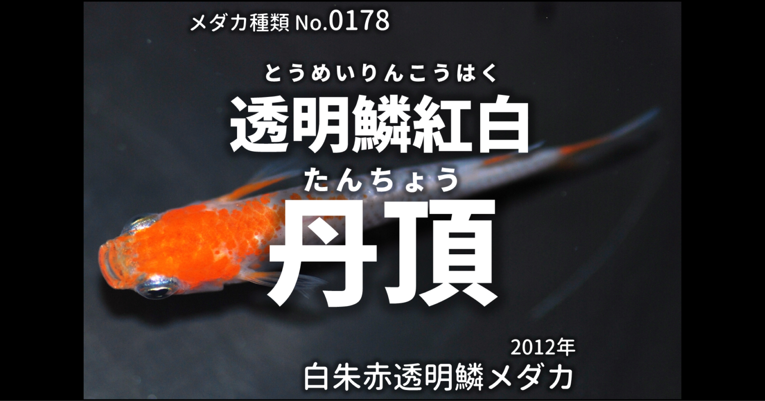 透明鱗紅白 丹頂（白朱赤透明鱗）とは 改良メダカweb図鑑no0178 白朱赤 改良メダカweb図鑑
