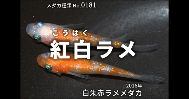 紅白ラメ（白朱赤ラメ）とは 改良メダカweb図鑑no0181 白朱赤 改良メダカweb図鑑