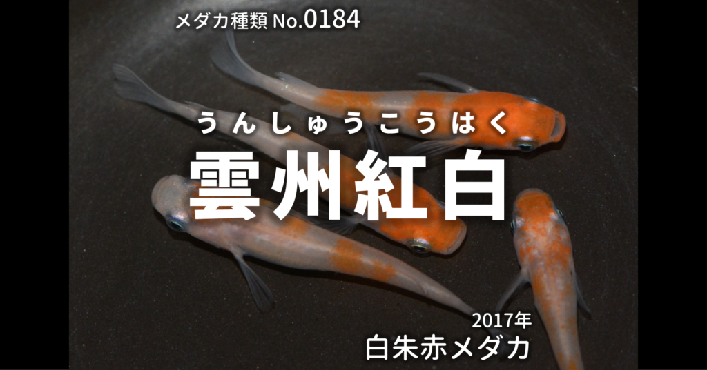 雲州紅白(非透明鱗紅白)とは 改良メダカweb図鑑no0184 白朱赤 改良メダカweb図鑑
