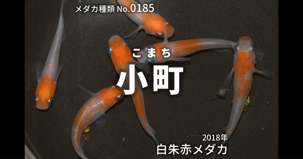 小町（非透明鱗紅白）とは 改良メダカweb図鑑no0185 白朱赤 改良メダカweb図鑑