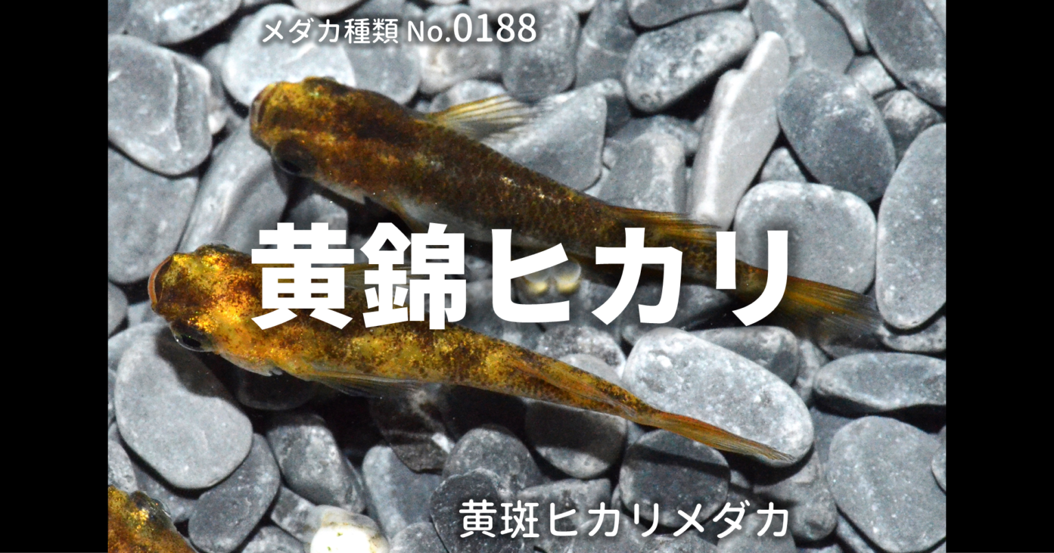 黄錦ヒカリ（きにしきひかり）とは 改良メダカweb図鑑no0188 メダカの品種 黄 改良メダカweb図鑑