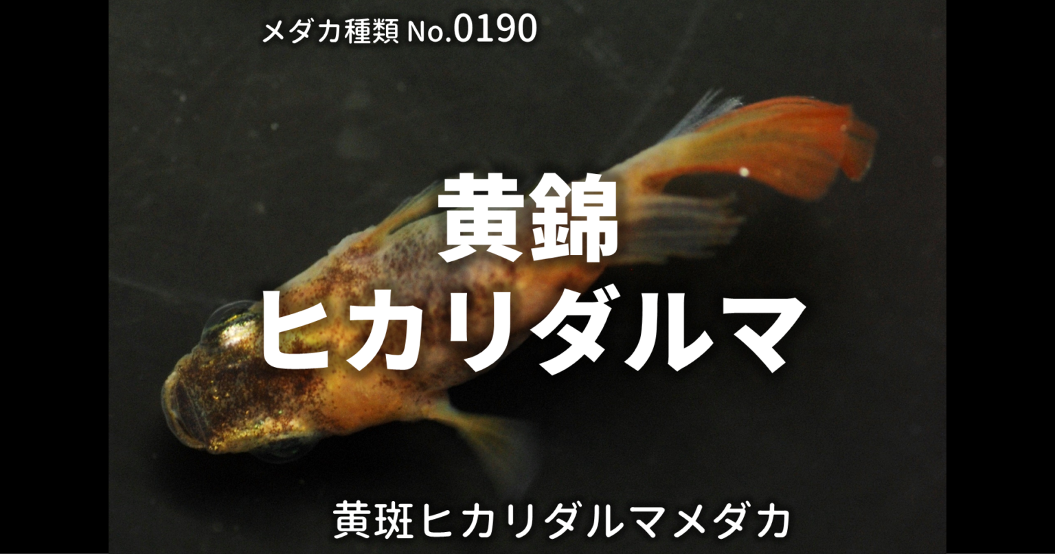 黄錦ヒカリダルマ（きにしきひかりだるま）とは 改良メダカweb図鑑no0190 メダカの品種 黄 改良メダカweb図鑑