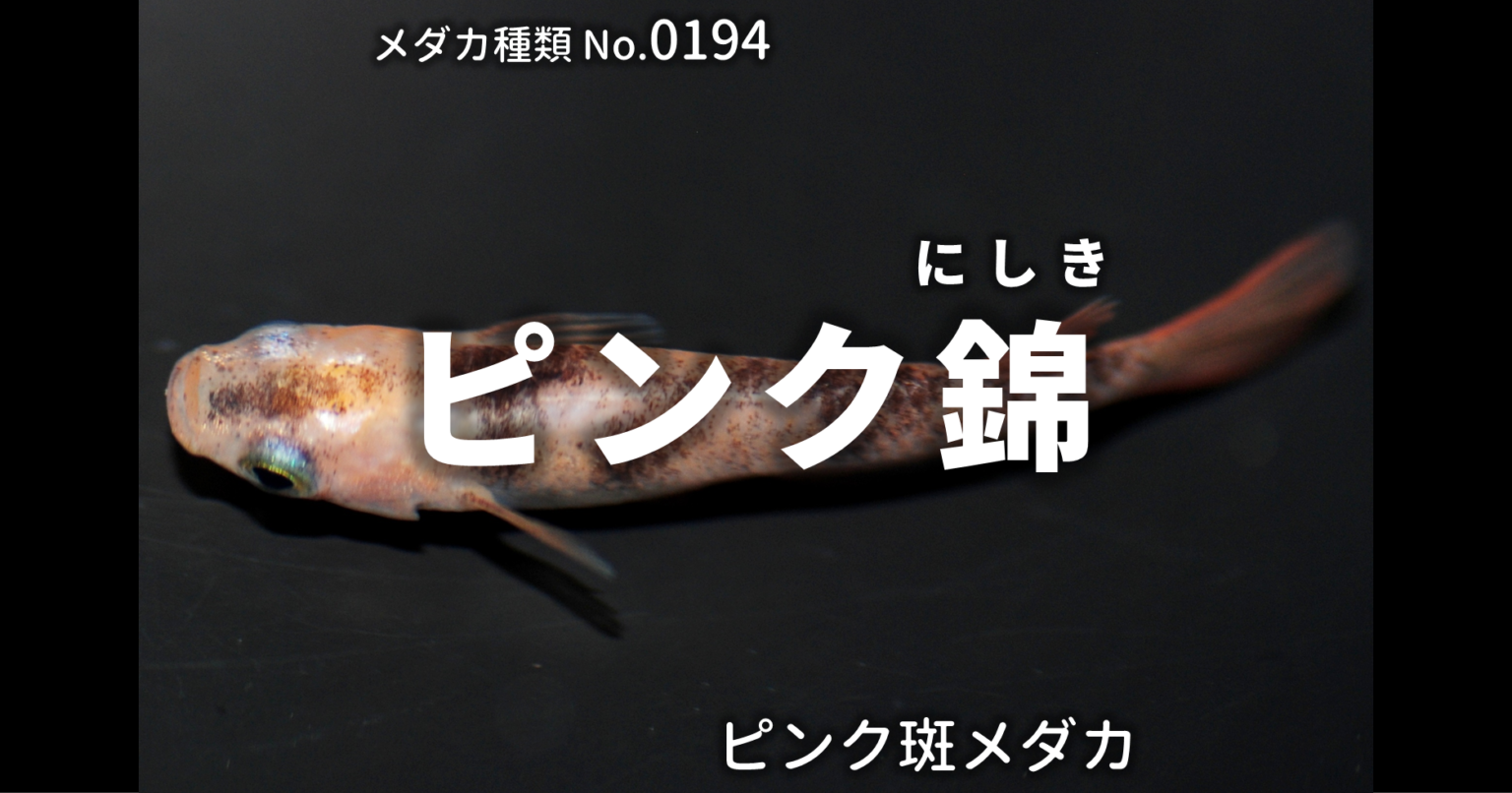 ピンク錦（ぴんくにしき）とは 改良メダカweb図鑑no0194 ピンク メダカの品種 改良メダカweb図鑑