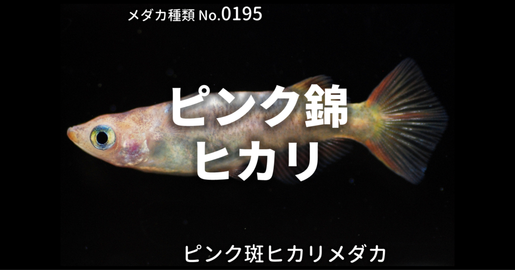 ピンク錦ヒカリ（ぴんくにしきひかり）とは 改良メダカweb図鑑no0195 ピンク メダカの品種 改良メダカweb図鑑