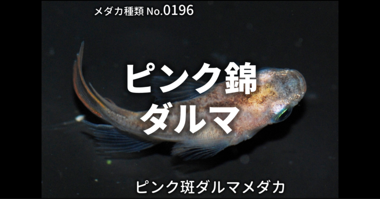 ピンク錦ダルマ（ぴんくにしきだるま）とは 改良メダカweb図鑑no0196 ピンク メダカの品種 改良メダカweb図鑑