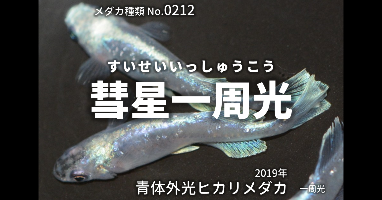 彗星一周光(すいせいいっしゅうこう)とは 改良メダカweb図鑑no0212 メダカの品種 青 改良メダカweb図鑑