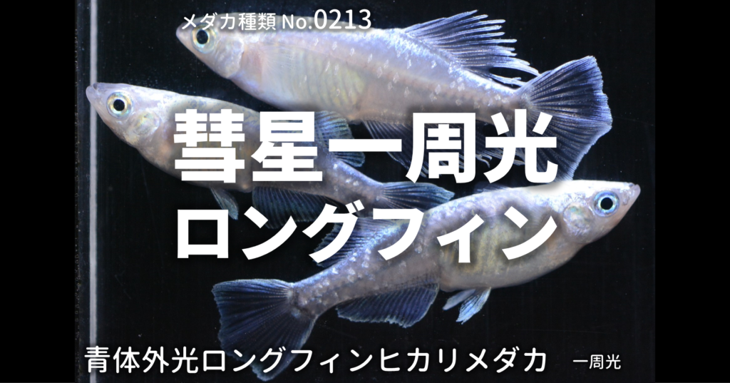 彗星一周光ロングフィン(すいせいいっしゅうこう)とは 改良メダカweb図鑑no0213 メダカの品種 青 改良メダカweb図鑑