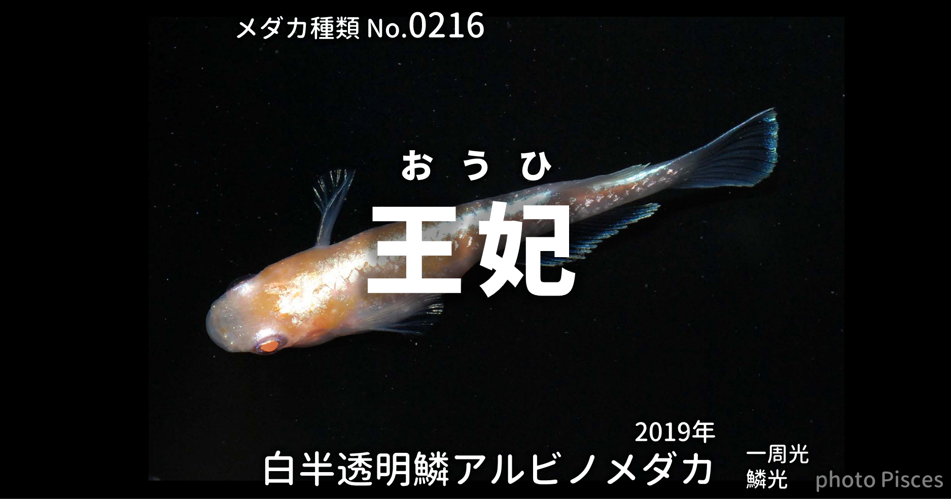 王妃(おうひ)とは 改良メダカweb図鑑no0216 メダカの品種 白 改良メダカweb図鑑