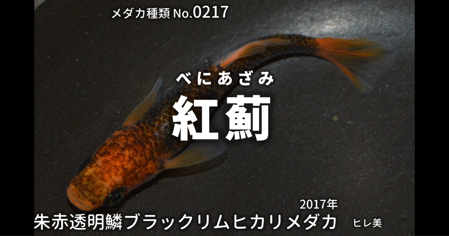 紅薊(べにあざみ)とは 改良メダカweb図鑑no0217 メダカの品種 朱赤 改良メダカweb図鑑