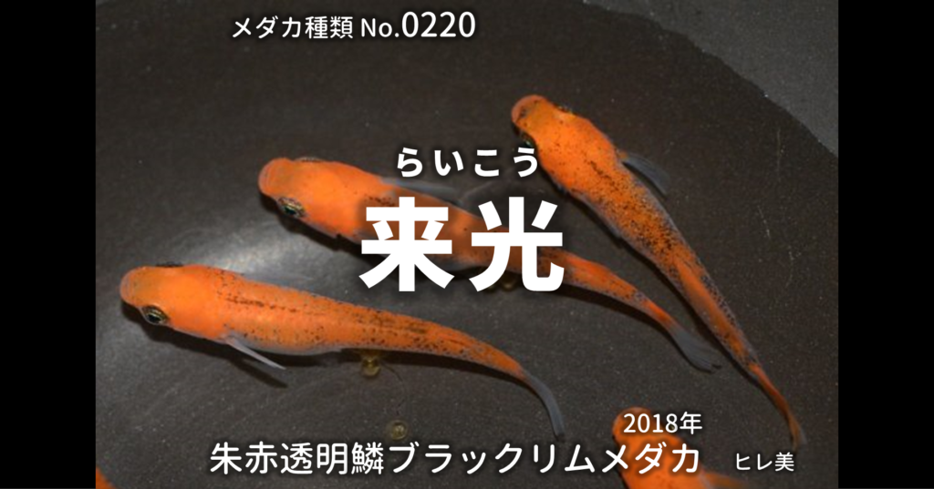 来光（らいこう）とは 改良メダカweb図鑑no0220 メダカの品種 朱赤 改良メダカweb図鑑
