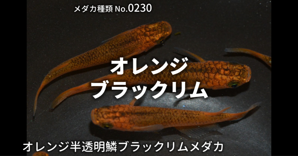 オレンジブラックリムとは 改良メダカweb図鑑no0230 オレンジ メダカの品種 改良メダカweb図鑑