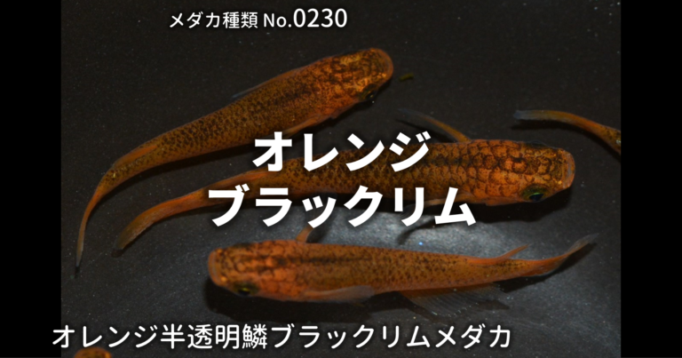 オレンジブラックリムとは 改良メダカweb図鑑no0230 オレンジ メダカの品種 改良メダカweb図鑑