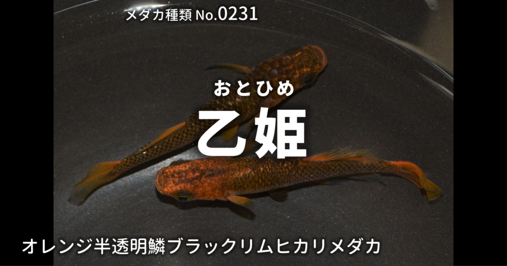 乙姫（おとひめ）とは 改良メダカweb図鑑no0231 オレンジ メダカの品種 改良メダカweb図鑑