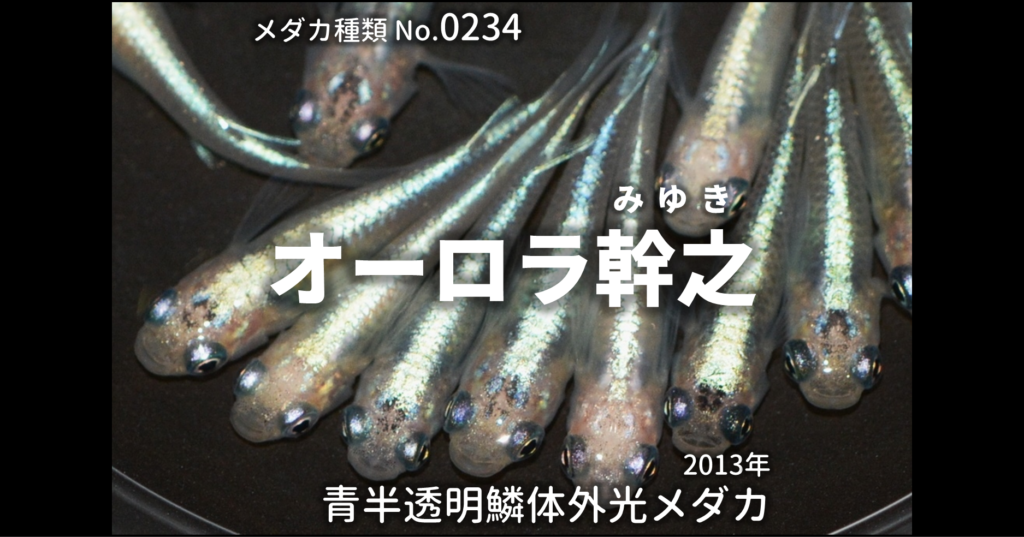 オーロラ幹之（おーろらみゆき）とは 改良メダカweb図鑑no0234 メダカの品種 青 改良メダカweb図鑑