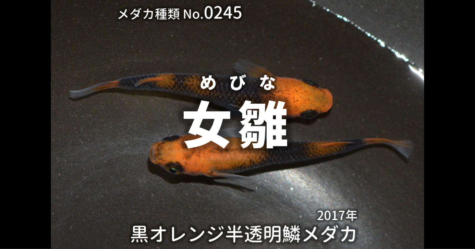 女雛(めびな)とは 改良メダカweb図鑑no0245 メダカの品種 黒オレンジ 改良メダカweb図鑑