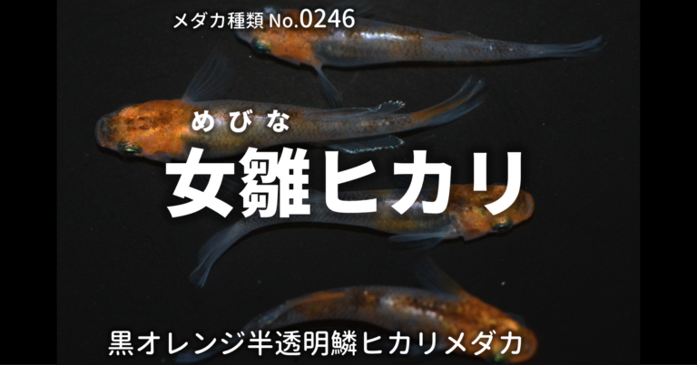 女雛ヒカリ(めびなひかり)とは 改良メダカweb図鑑no0246 メダカの品種 黒オレンジ 改良メダカweb図鑑
