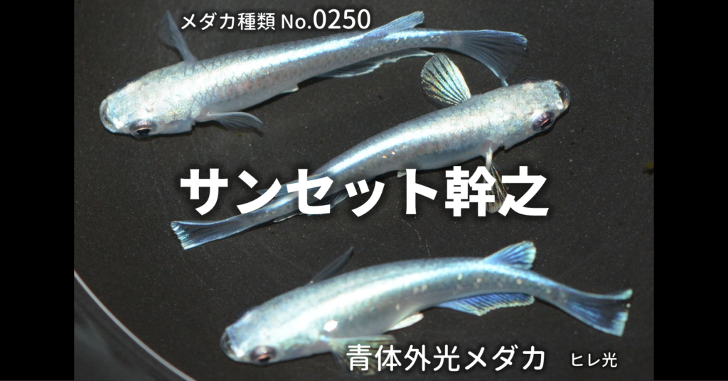 サンセット幹之（さんせっとみゆき）とは 改良メダカweb図鑑no0250 メダカの品種 青 改良メダカweb図鑑