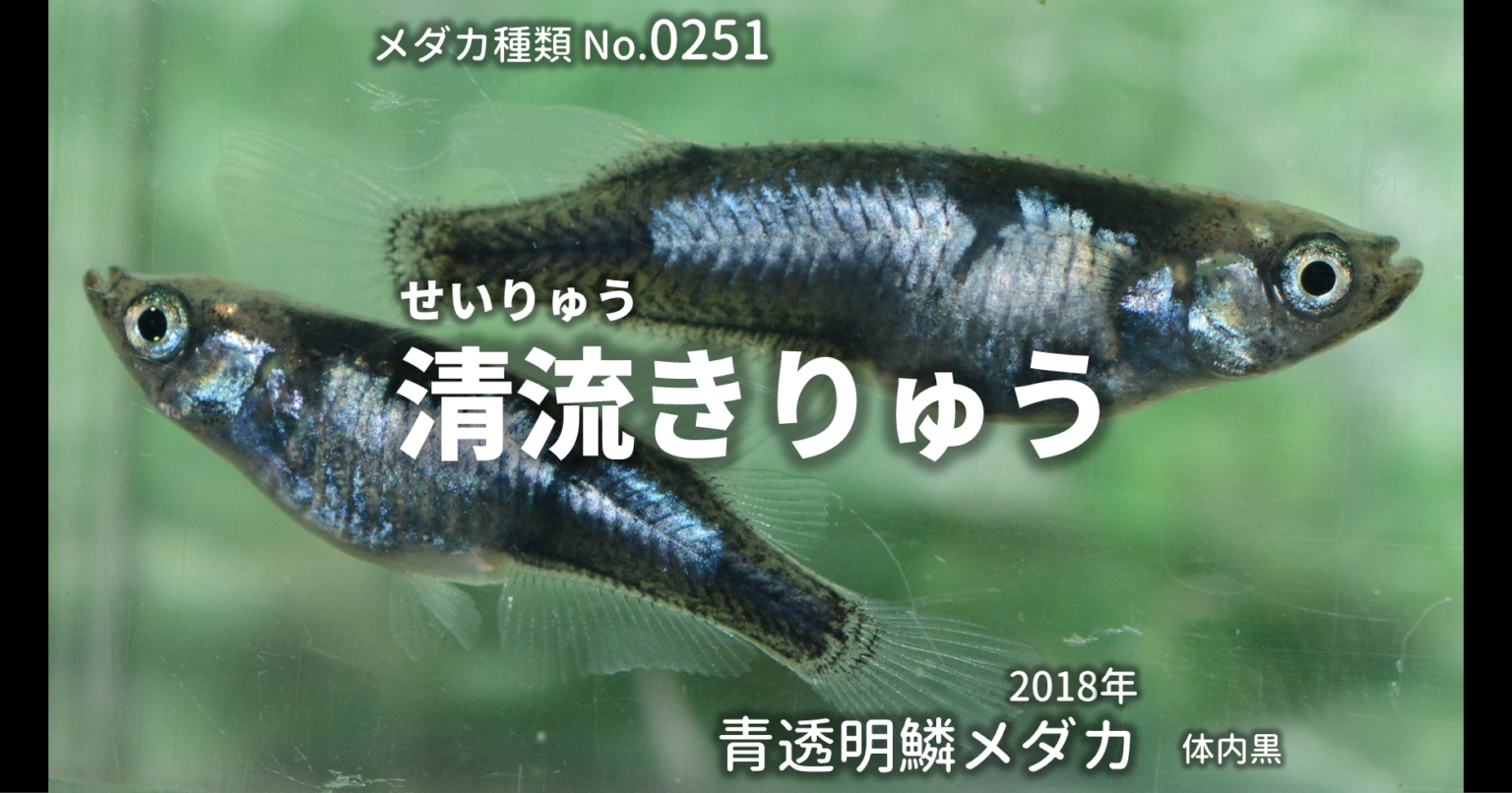 清流きりゅう（せいりゅうきりゅう）とは 改良メダカweb図鑑no0251 メダカの品種 青 改良メダカweb図鑑