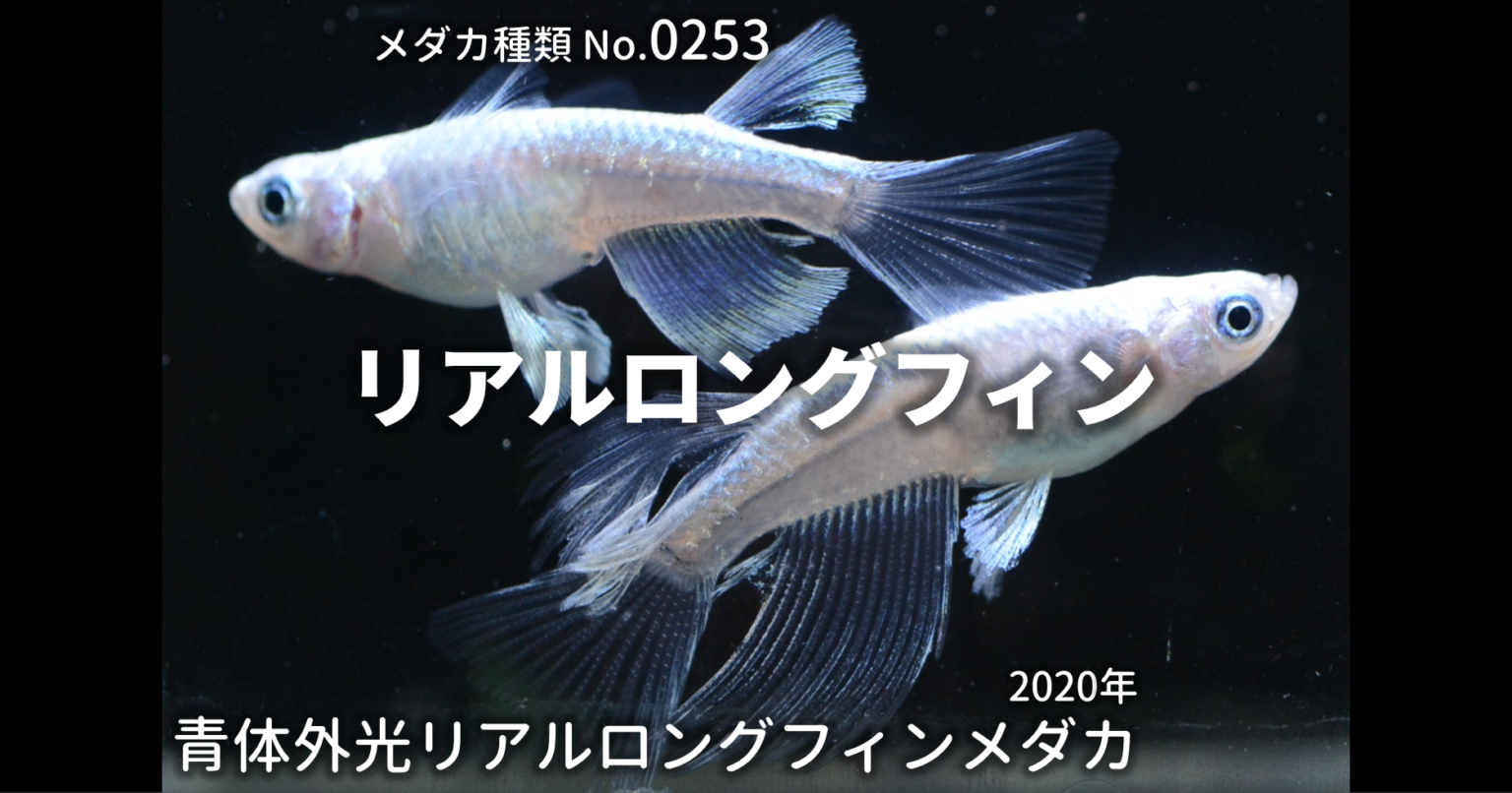 リアルロングフィンとは 改良メダカweb図鑑no0253 メダカの品種 青 改良メダカweb図鑑