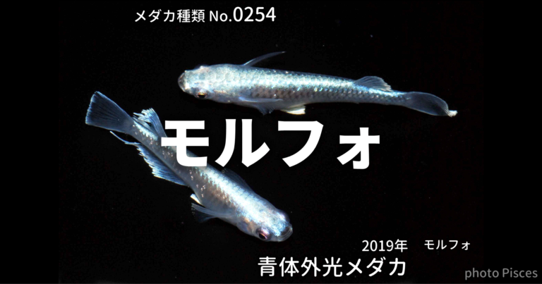 モルフォとは 改良メダカweb図鑑no0254 メダカの品種 青 改良メダカweb図鑑