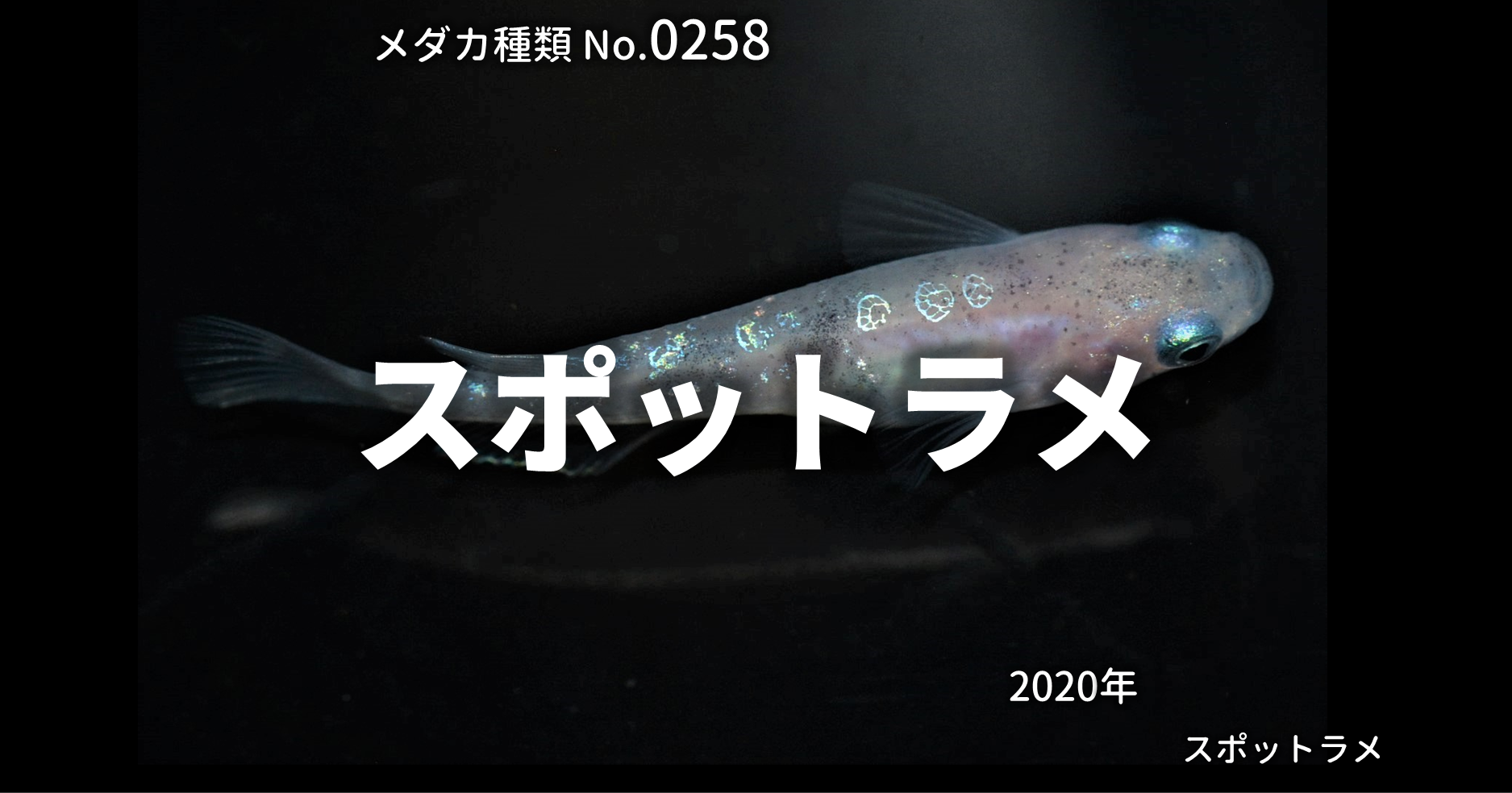 スポットラメとは 改良メダカweb図鑑no0258 メダカの品種 改良メダカweb図鑑