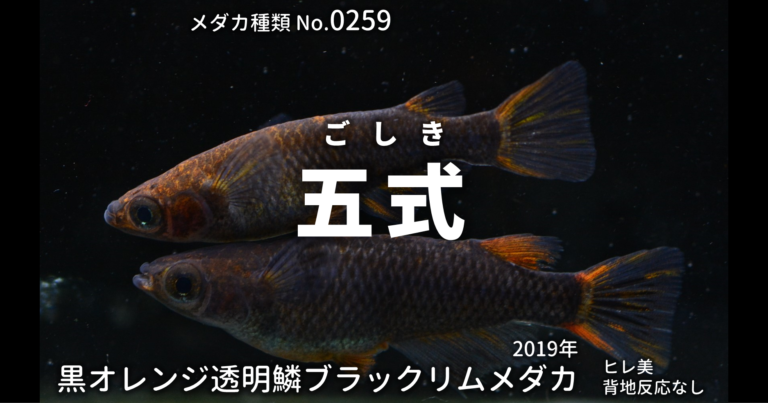 五式(ごしき)とは 改良メダカweb図鑑no0259 メダカの品種 黒オレンジ 改良メダカweb図鑑