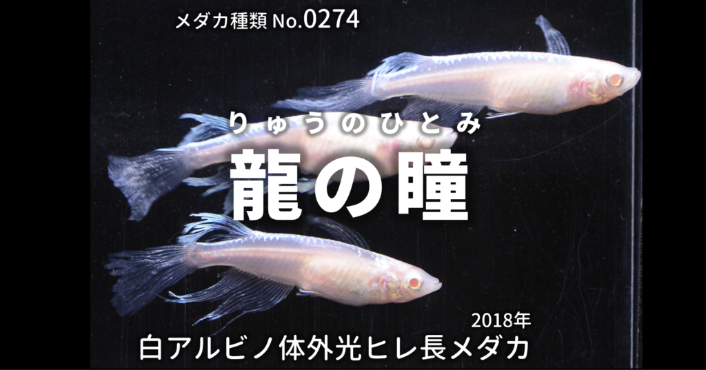龍の瞳（りゅうのひとみ）とは 改良メダカweb図鑑no0274 メダカの品種 白 改良メダカweb図鑑