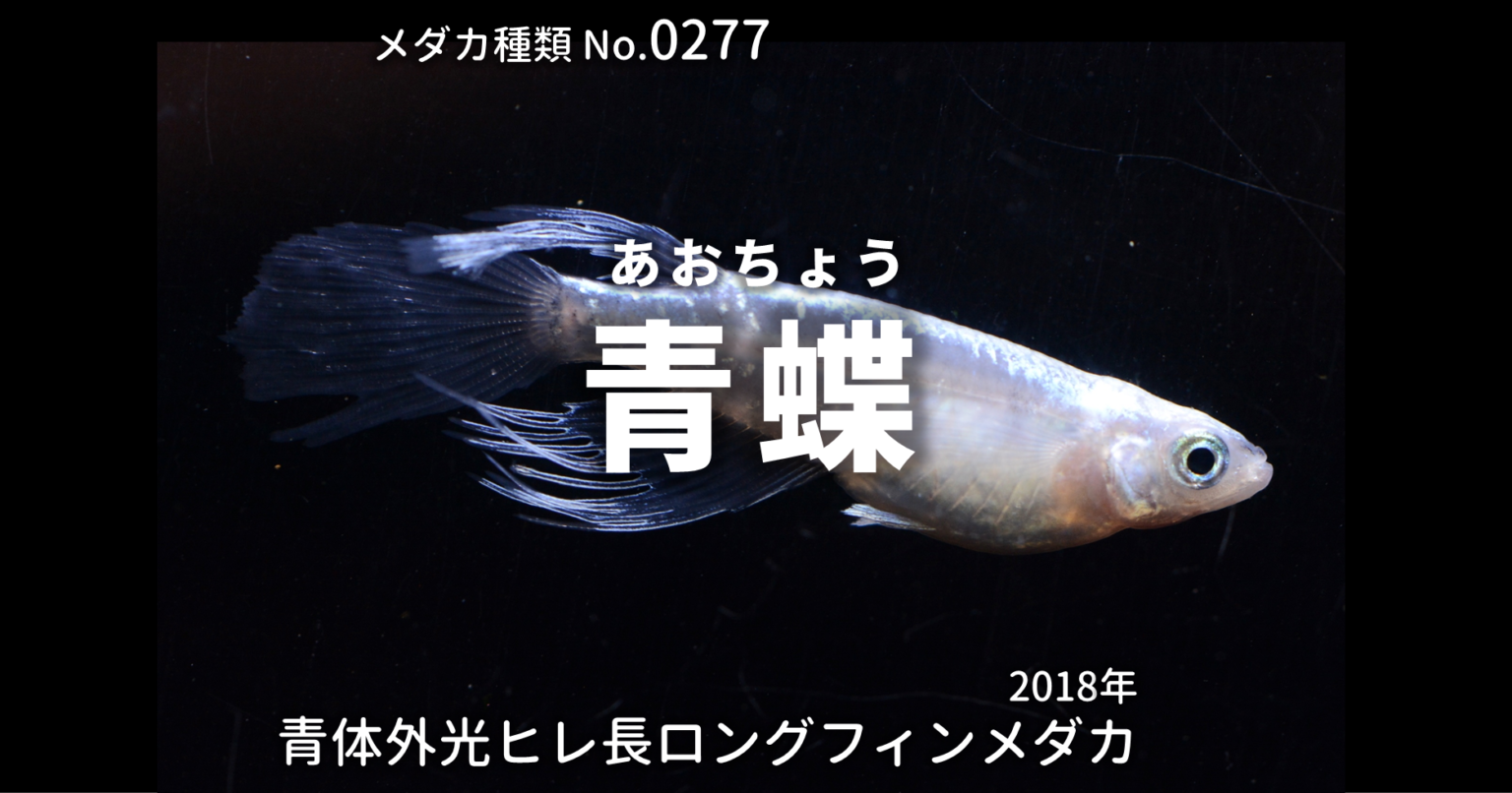 青蝶（あおちょう）とは 改良メダカweb図鑑no0277 メダカの品種 青 改良メダカweb図鑑