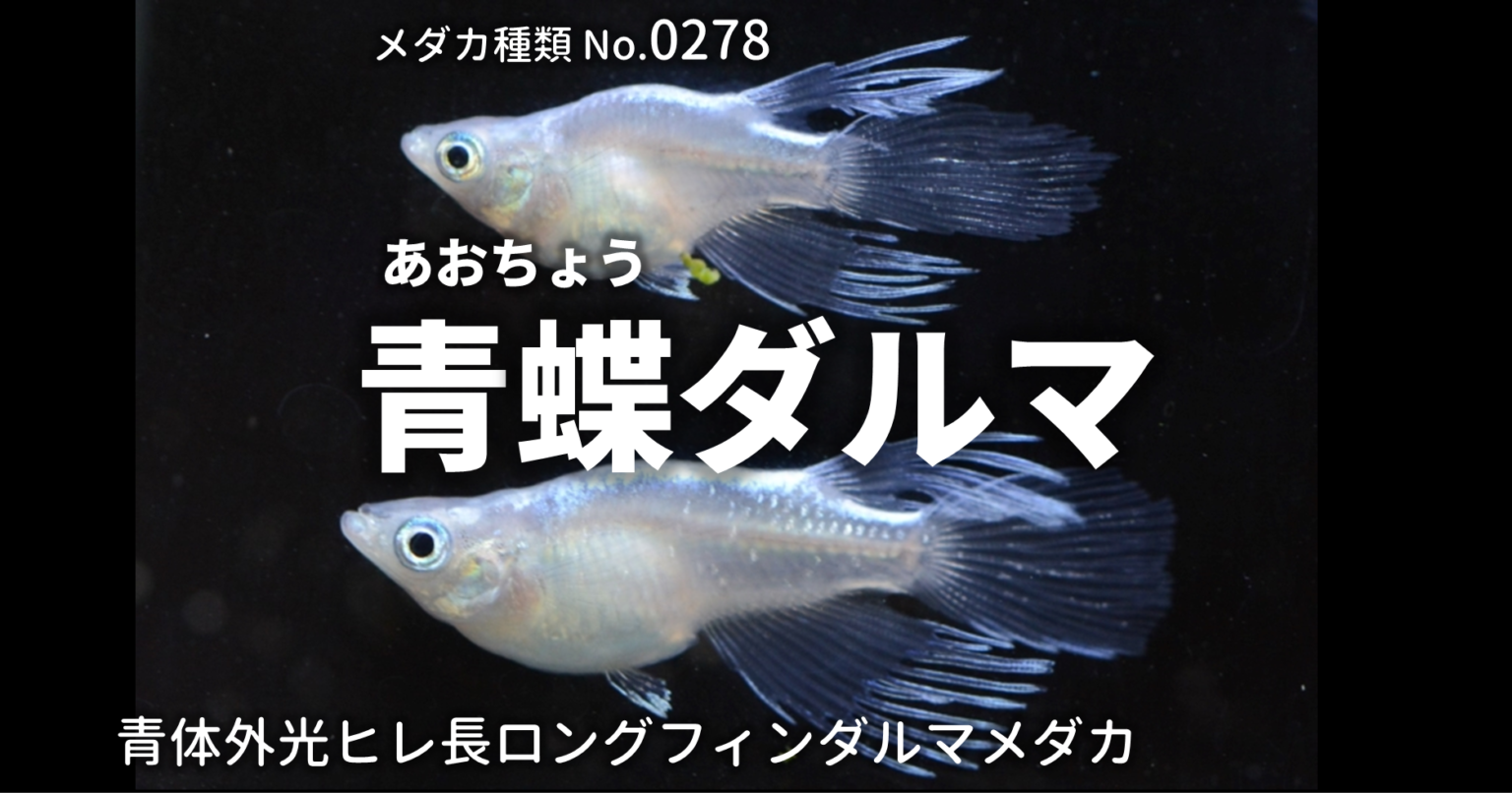 青蝶ダルマ（あおちょうだるま）とは 改良メダカweb図鑑no0278 メダカの品種 青 改良メダカweb図鑑