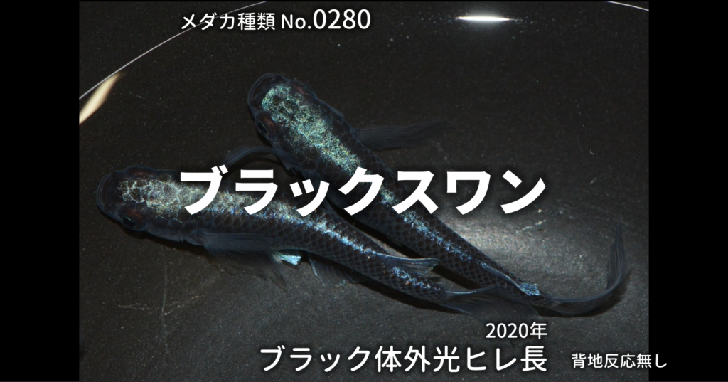 ブラックスワンとは 改良メダカweb図鑑no0280 ブラック メダカの品種 改良メダカweb図鑑