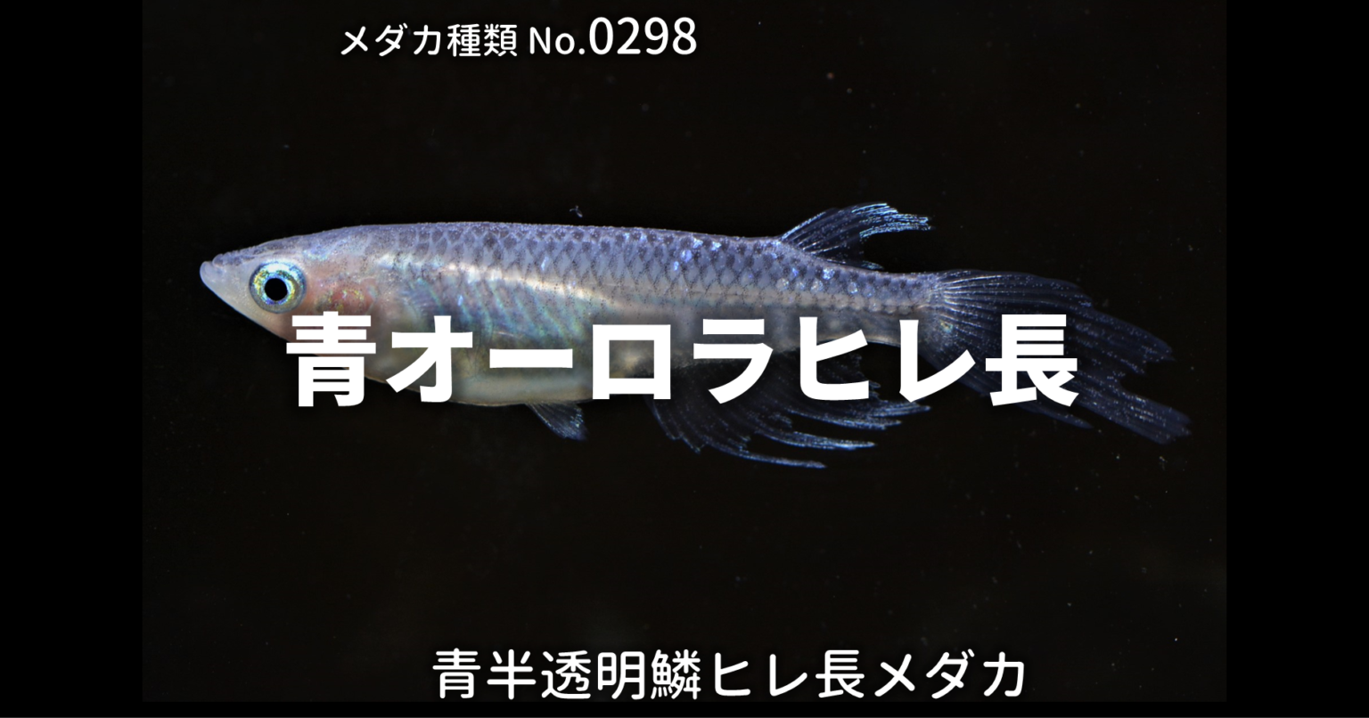 青オーロラヒレ長(あおおーろらひれなが)とは 改良メダカweb図鑑no0298 メダカの品種 青 改良メダカweb図鑑