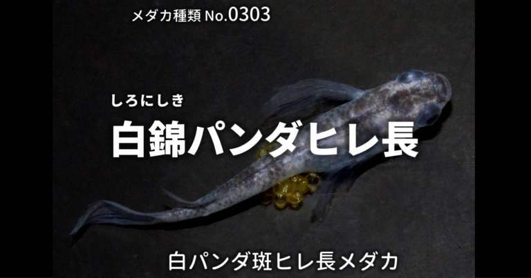 白錦パンダヒレ長（しろにしきぱんだひれなが）とは 改良メダカweb図鑑no0303 メダカの品種 白 改良メダカweb図鑑