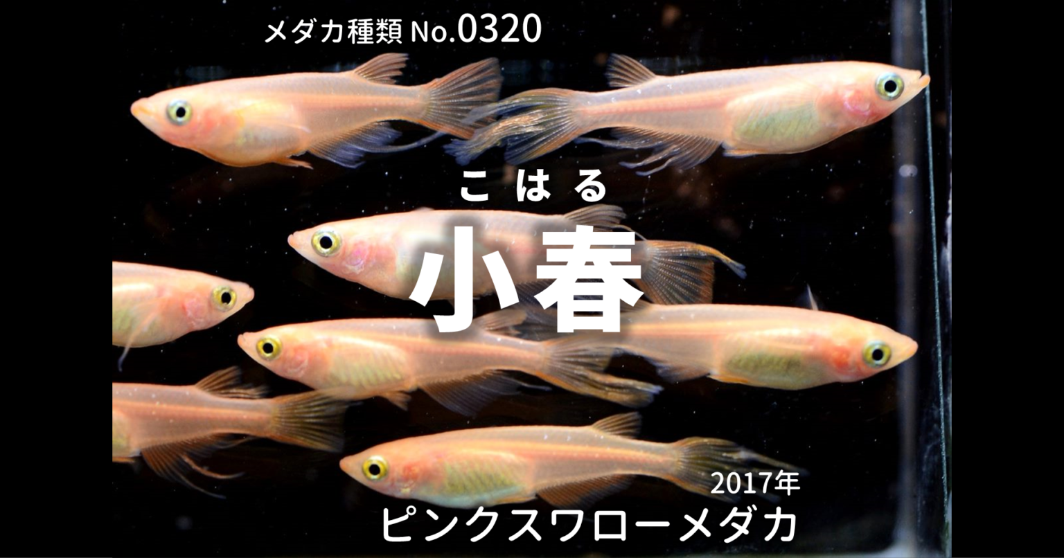 小春（こはる）とは 改良メダカweb図鑑no0320 ピンク メダカの品種 改良メダカweb図鑑