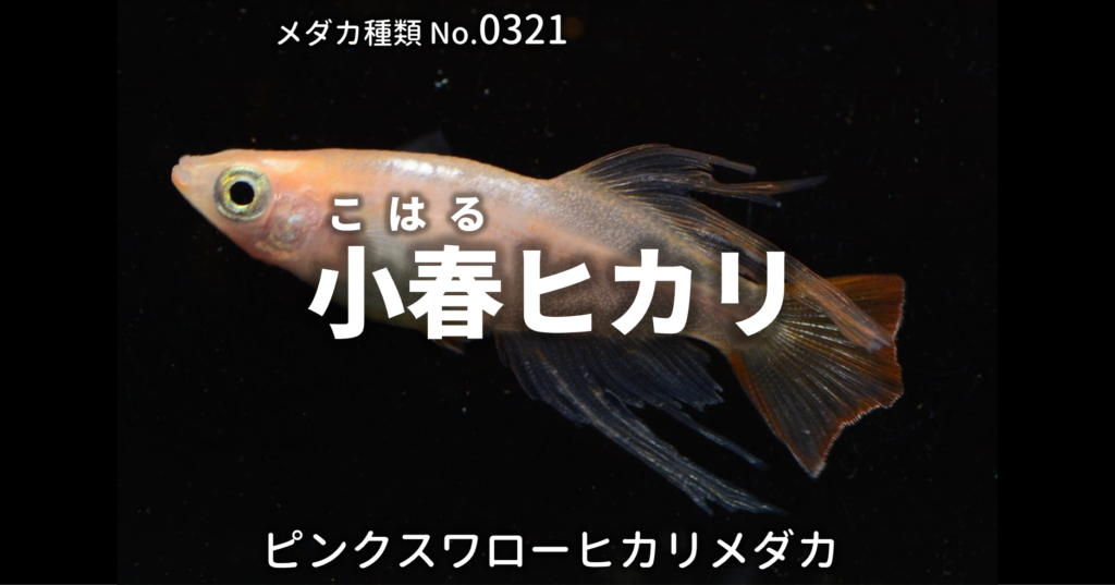 小春ヒカリ(こはるひかり)とは 改良メダカweb図鑑no0321 ピンク メダカの品種 改良メダカweb図鑑