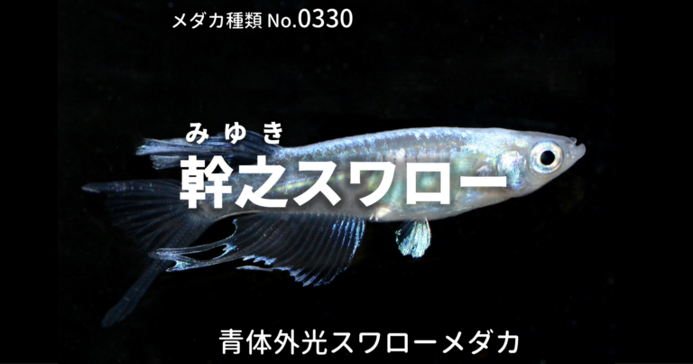 青幹之スワロー（あおみゆきすわろー）とは 改良メダカweb図鑑no0330 メダカの品種 青 改良メダカweb図鑑