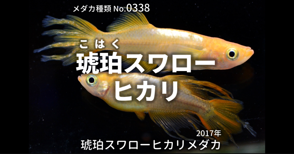 琥珀スワローヒカリ（こはくすわろーひかり）とは 改良メダカweb図鑑no0338 メダカの品種 琥珀 改良メダカweb図鑑