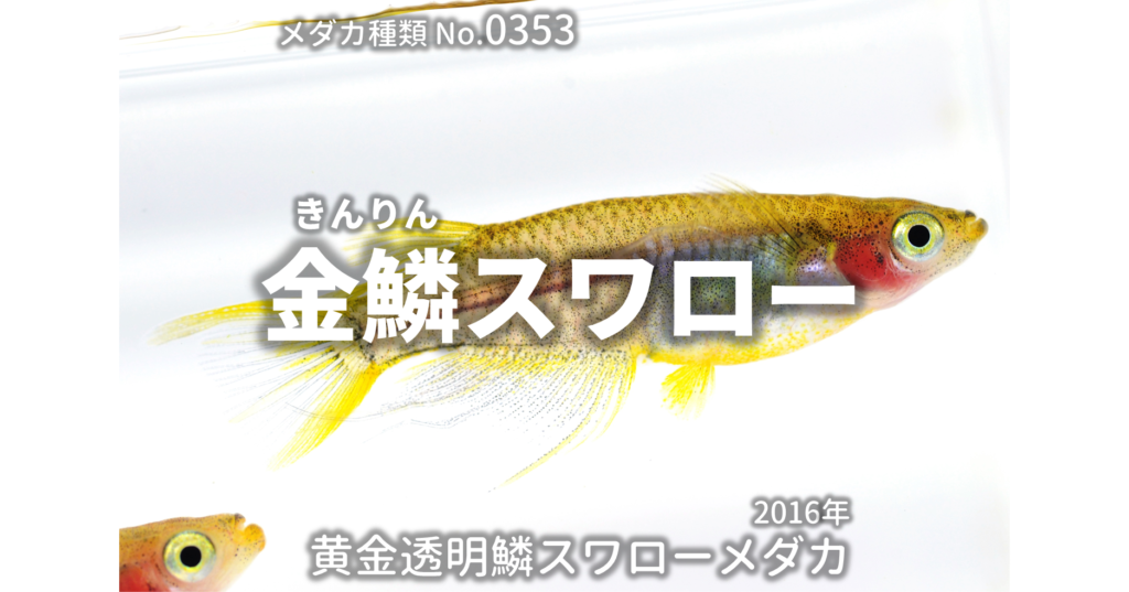 金鱗スワロー（きんりんすわろー）とは 改良メダカweb図鑑no0353 メダカの品種 黄金 改良メダカweb図鑑