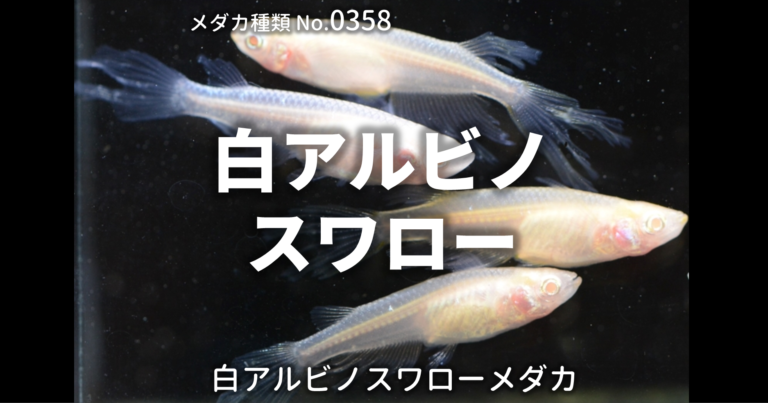 白アルビノスワロー（しろあるびのすわろー）とは 改良メダカweb図鑑no0358 メダカの品種 白 改良メダカweb図鑑