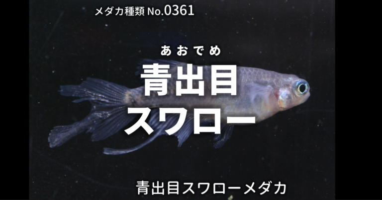 青出目スワロー(あおでめすわろー)とは 改良メダカweb図鑑no0361 メダカの品種 青 改良メダカweb図鑑