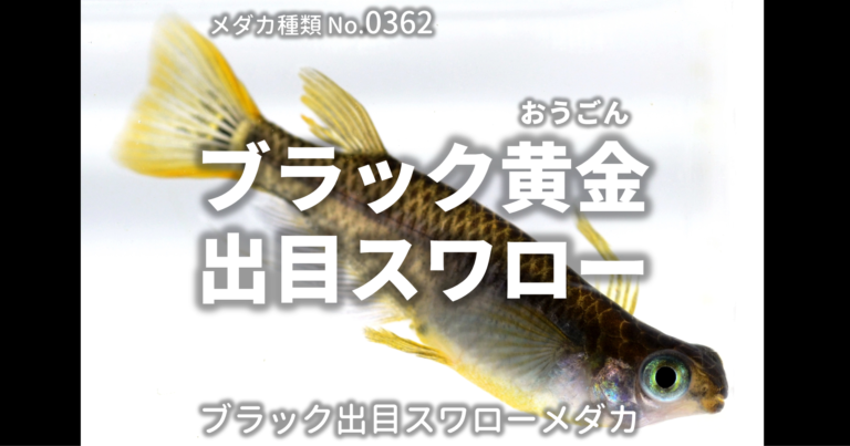 ブラック黄金出目スワロー（ぶらっくおうごんでめすわろー）とは 改良メダカweb図鑑no0362 ブラック メダカの品種 改良メダカ