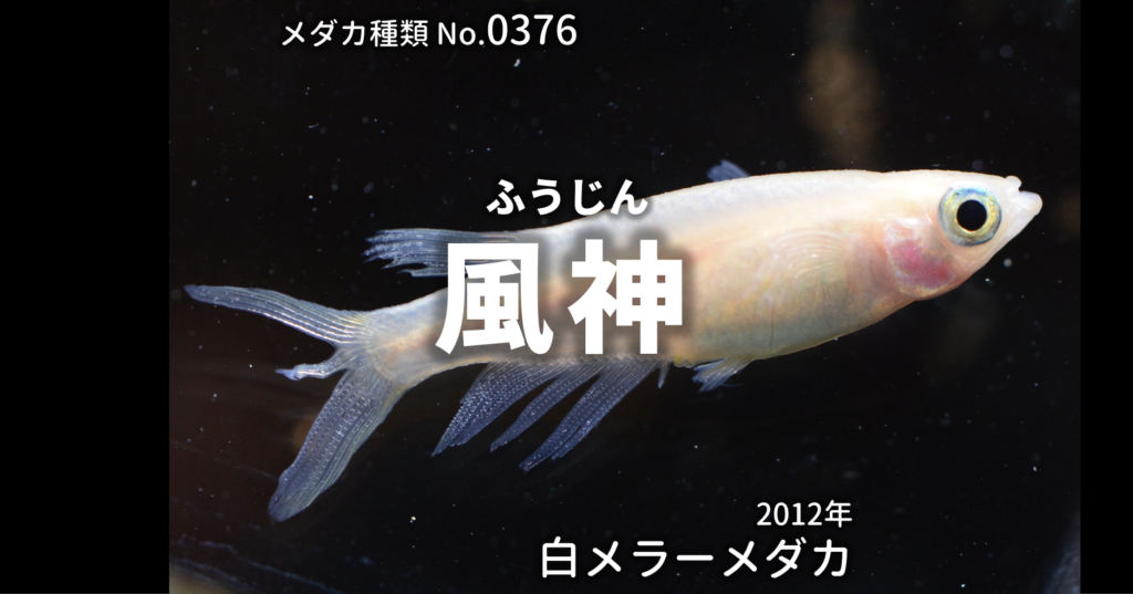 風神（ふうじん）とは 改良メダカweb図鑑no0376 メダカの品種 白 改良メダカweb図鑑