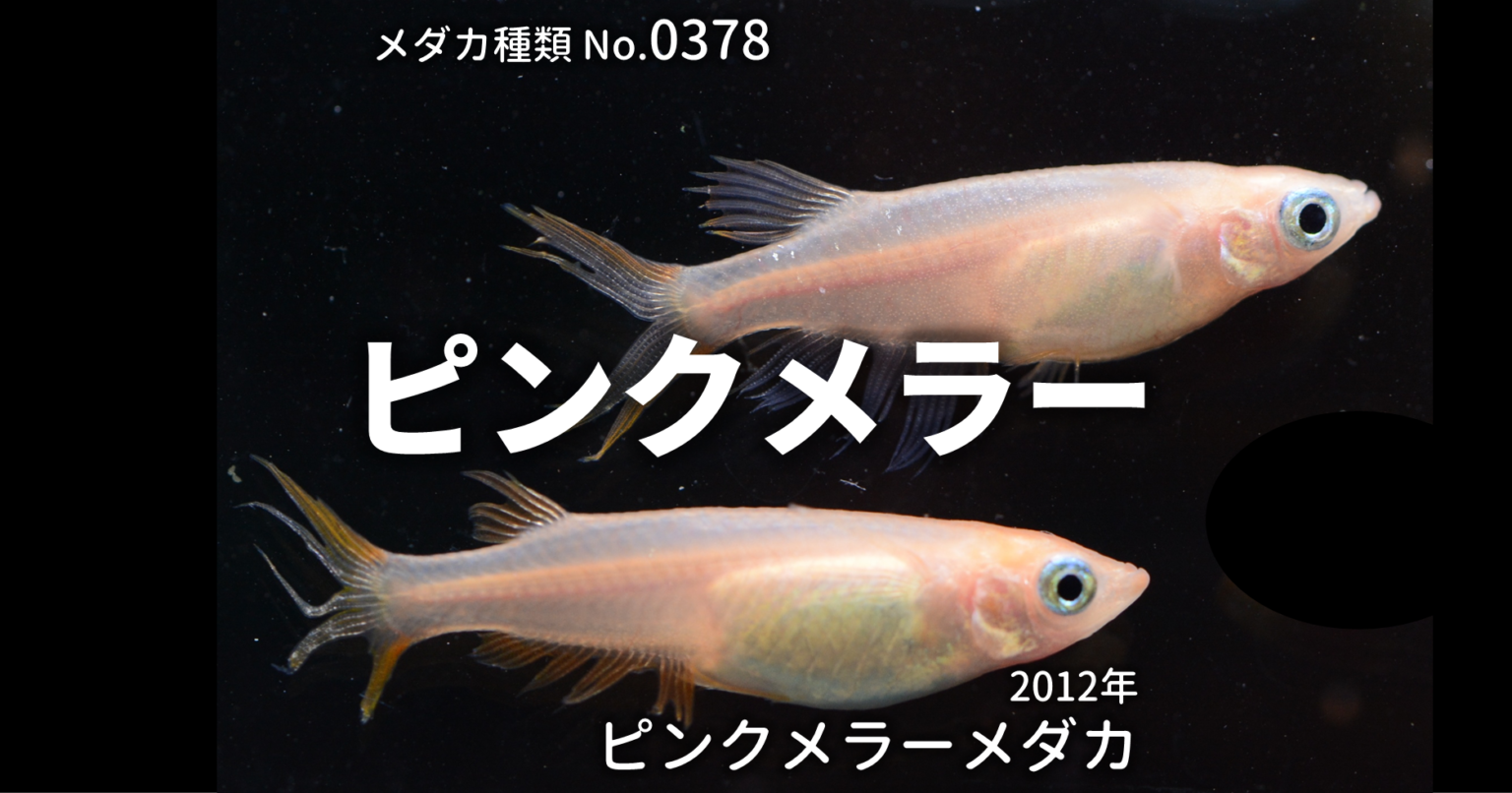 ピンクメラーとは 改良メダカweb図鑑no0378 ピンク メダカの品種 改良メダカweb図鑑