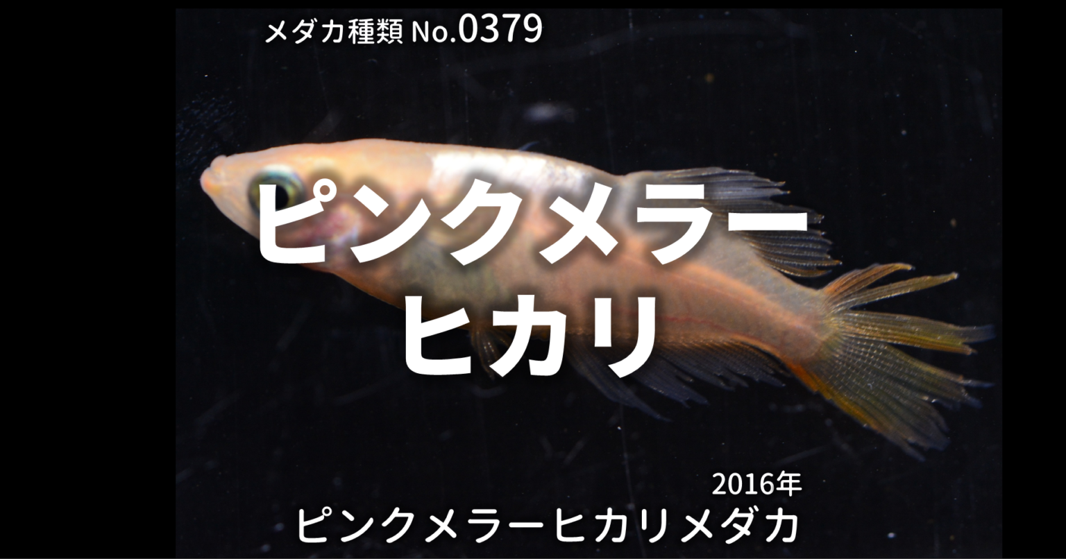 ピンクメラーヒカリとは 改良メダカweb図鑑no0379 ピンク メダカの品種 改良メダカweb図鑑