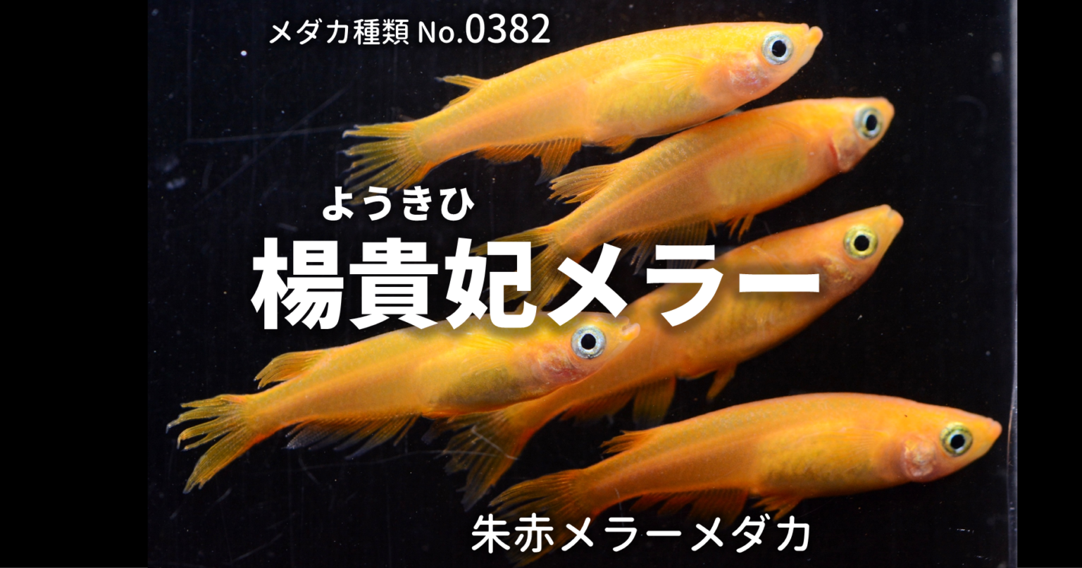 楊貴妃メラー(ようきひめらー)とは 改良メダカweb図鑑no0382 メダカの品種 朱赤 改良メダカweb図鑑